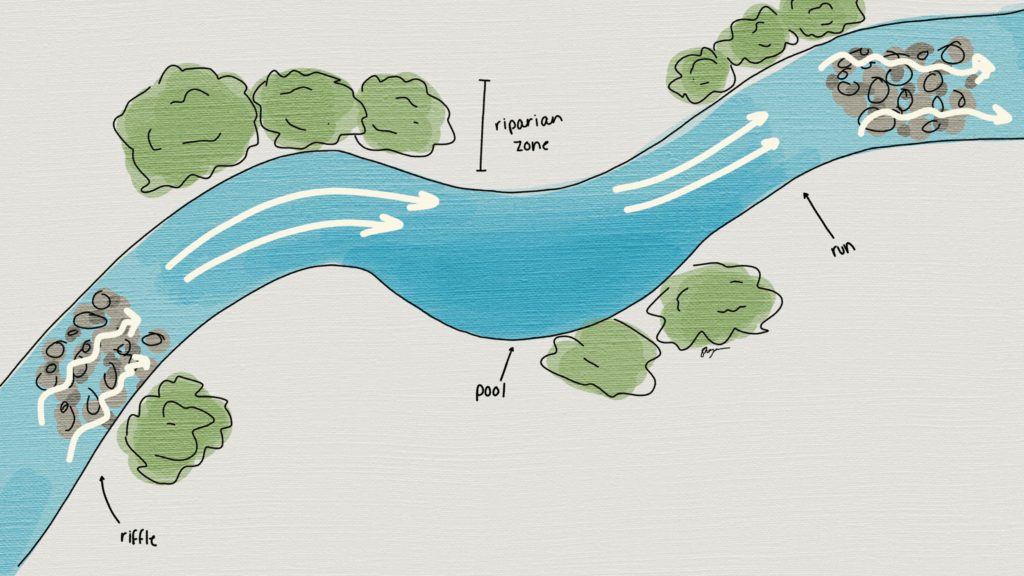 Stream Habitats: Riffles, Pools, and Runs - Healthy Headwaters Lab